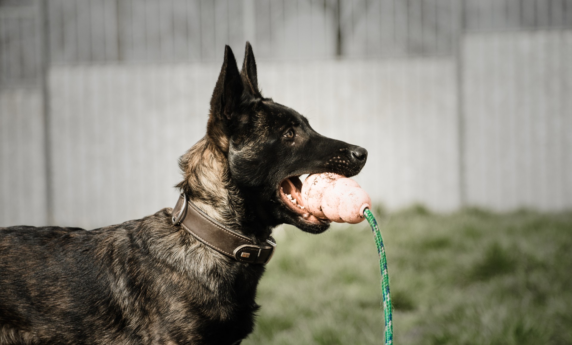 Working Dogs For Sale | K10 The Netherlands