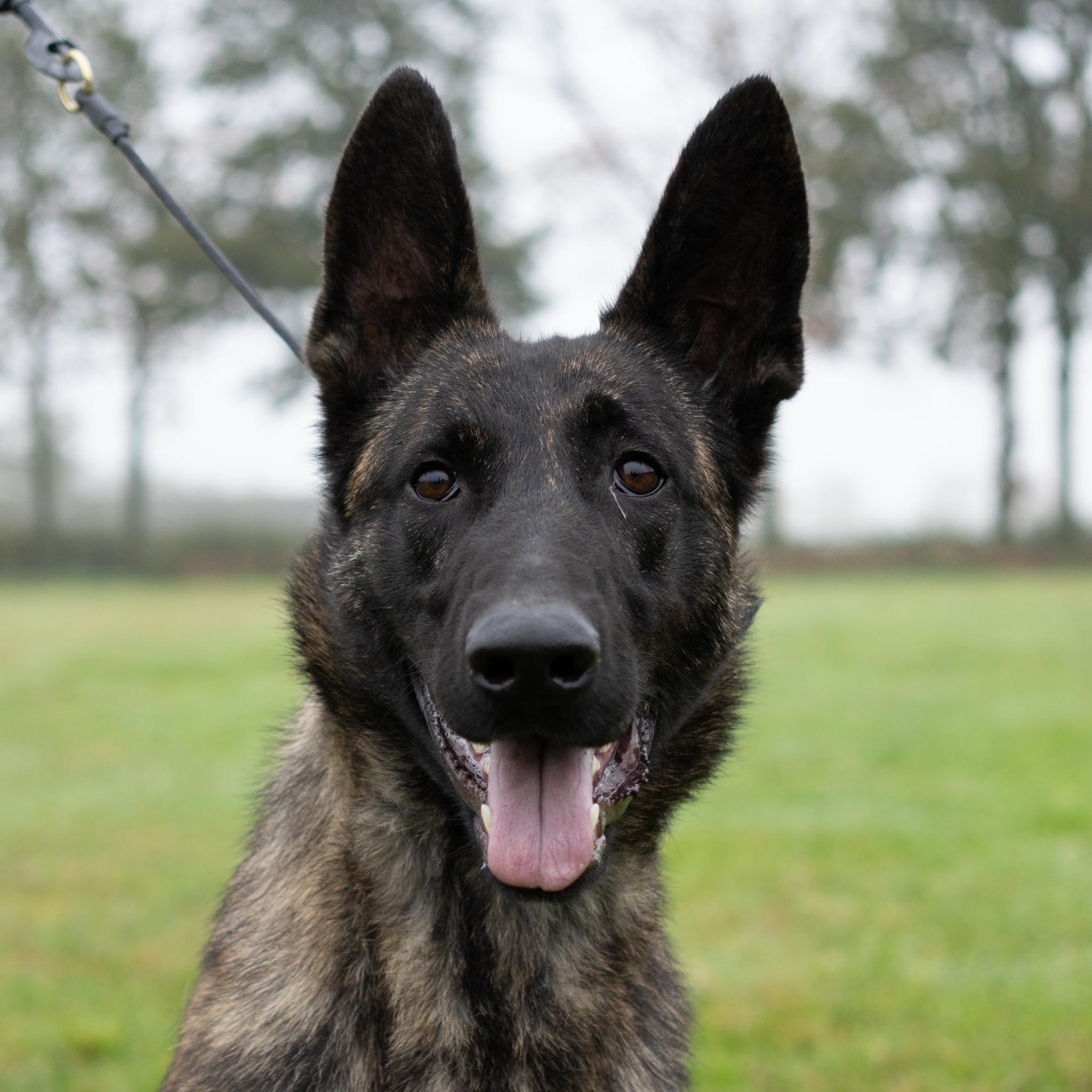 Tyra (210331) - K10 Working Dogs Holland