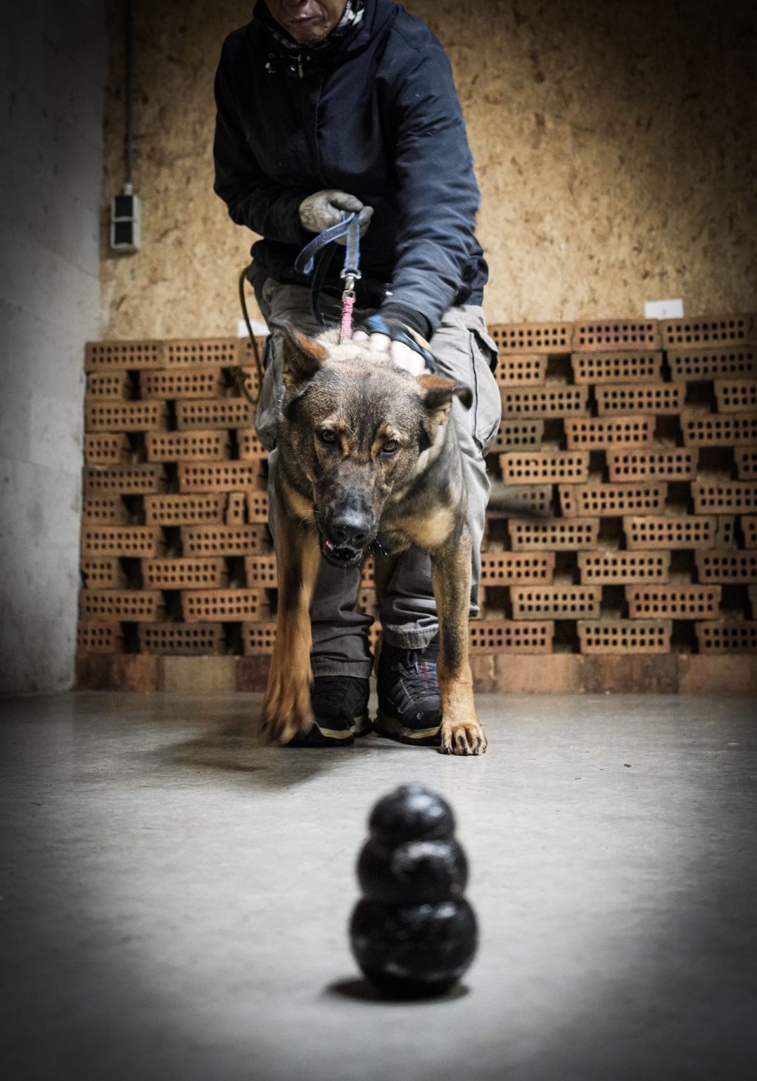 Working Line German Shepherd | The Ultimate Guide