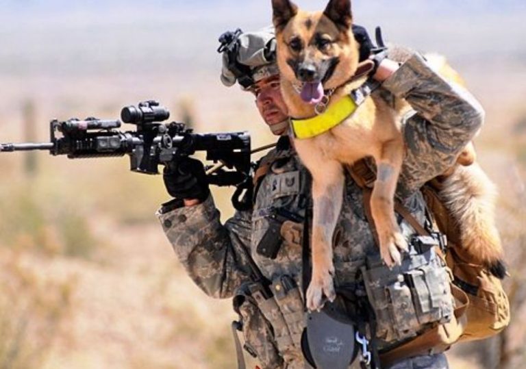 Military Working Dogs - K10 Working Dogs Holland
